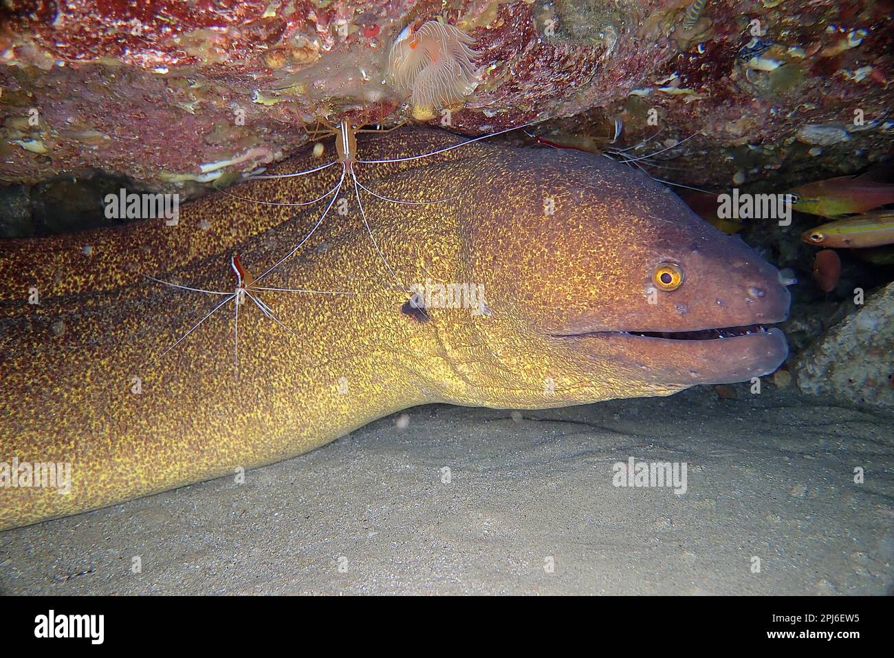 Yellow-edged moray (Gymnothorax flavimarginatus) at cleaning station ...