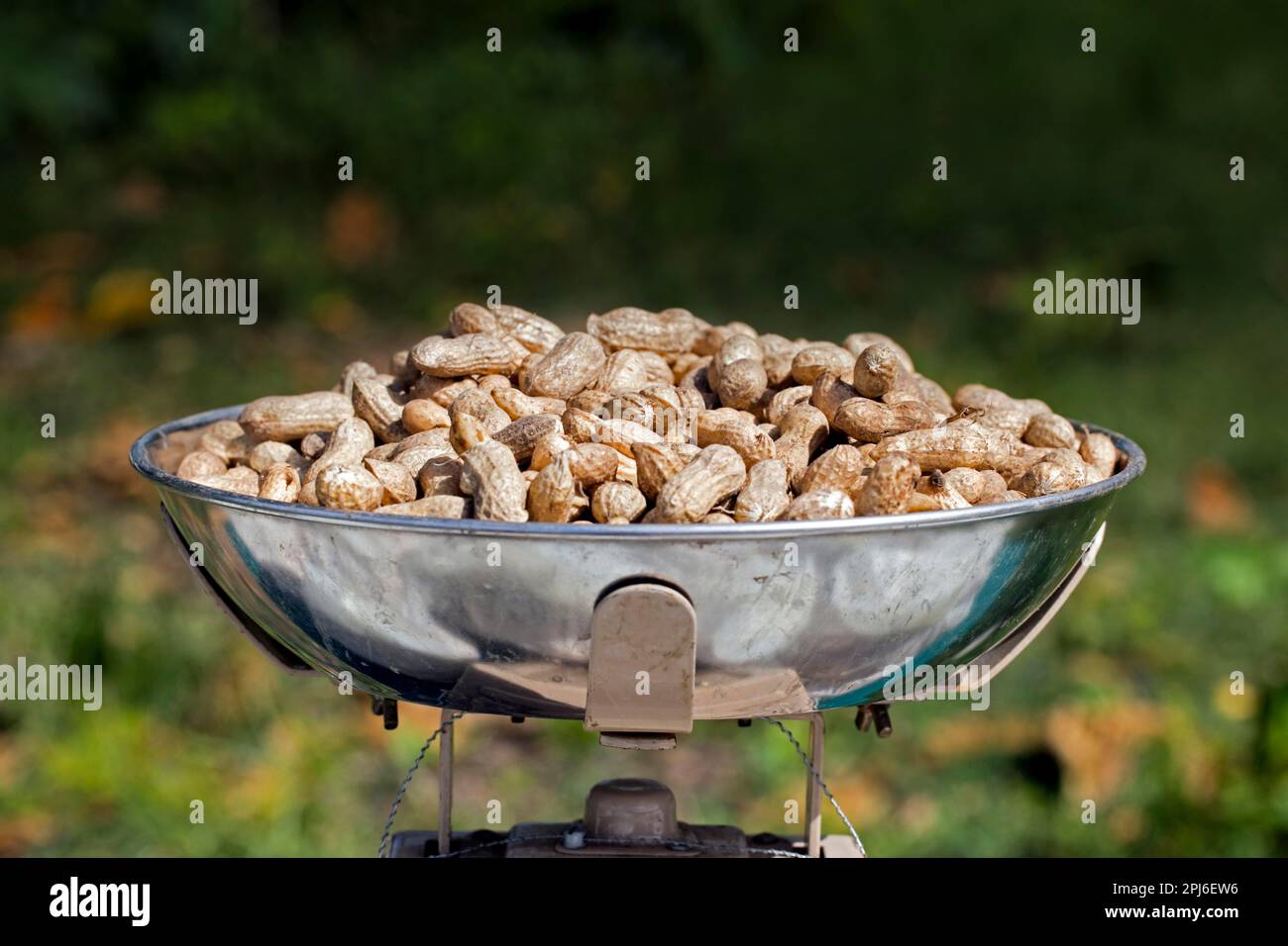 Freshly harvested peanuts, weighed on the roadside with a scale for ...