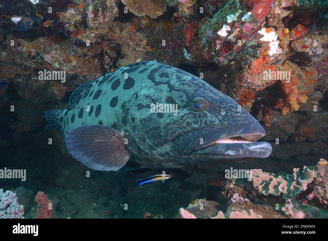 Potato grouper (Epinephelus tukula) and cleaner wrasse, Sodwana Bay ...