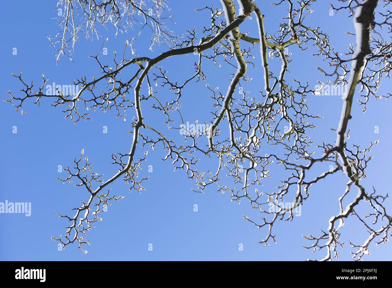 Magnolia tree winter hi-res stock photography and images - Alamy