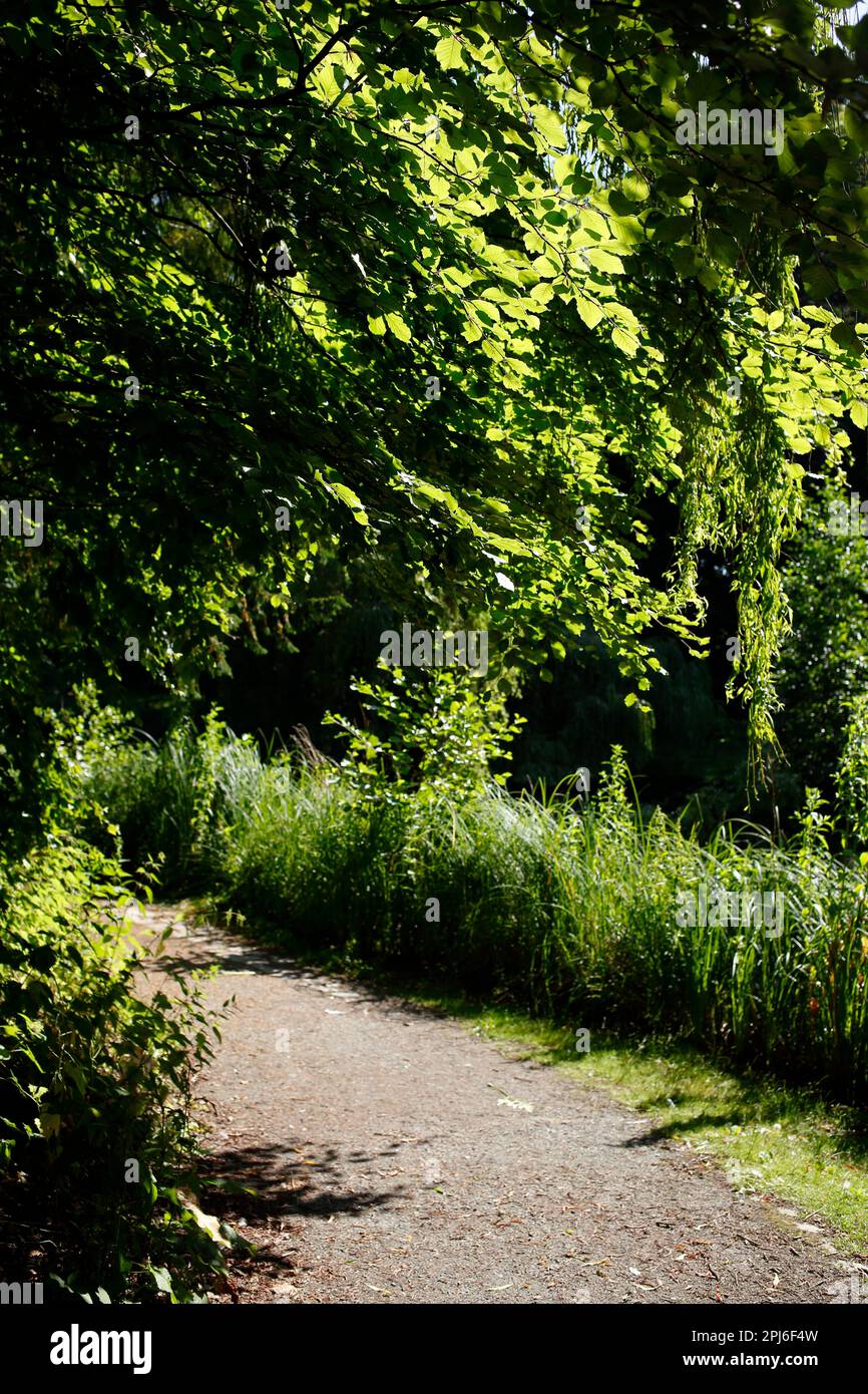Pedestrian path in central park hi-res stock photography and images - Alamy