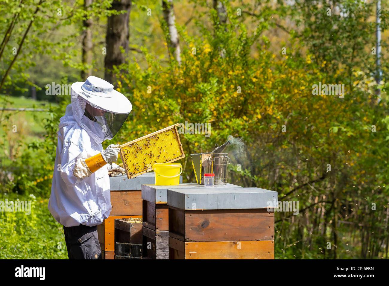 Beekeeper with smoker, smoke apparatus, checks honeycombs of a bee ...