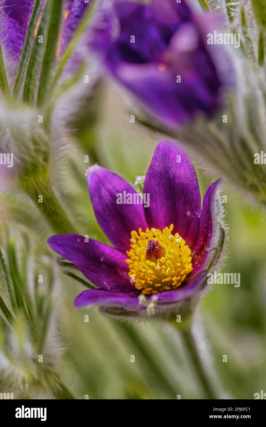 Halleri hi-res stock photography and images - Alamy