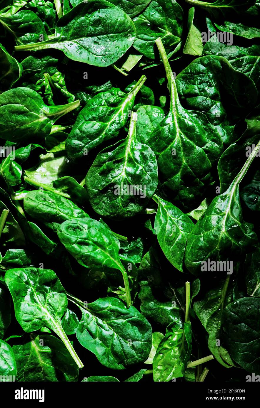 Fresh green spinach hi-res stock photography and images - Alamy