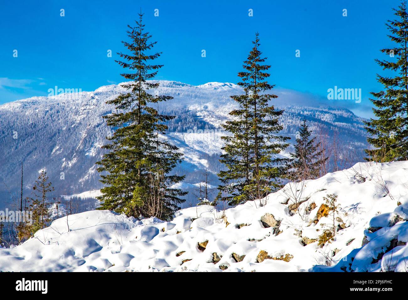 Snowy landscape with fir trees in front of Mt. McKenzie, Revelstoke ...