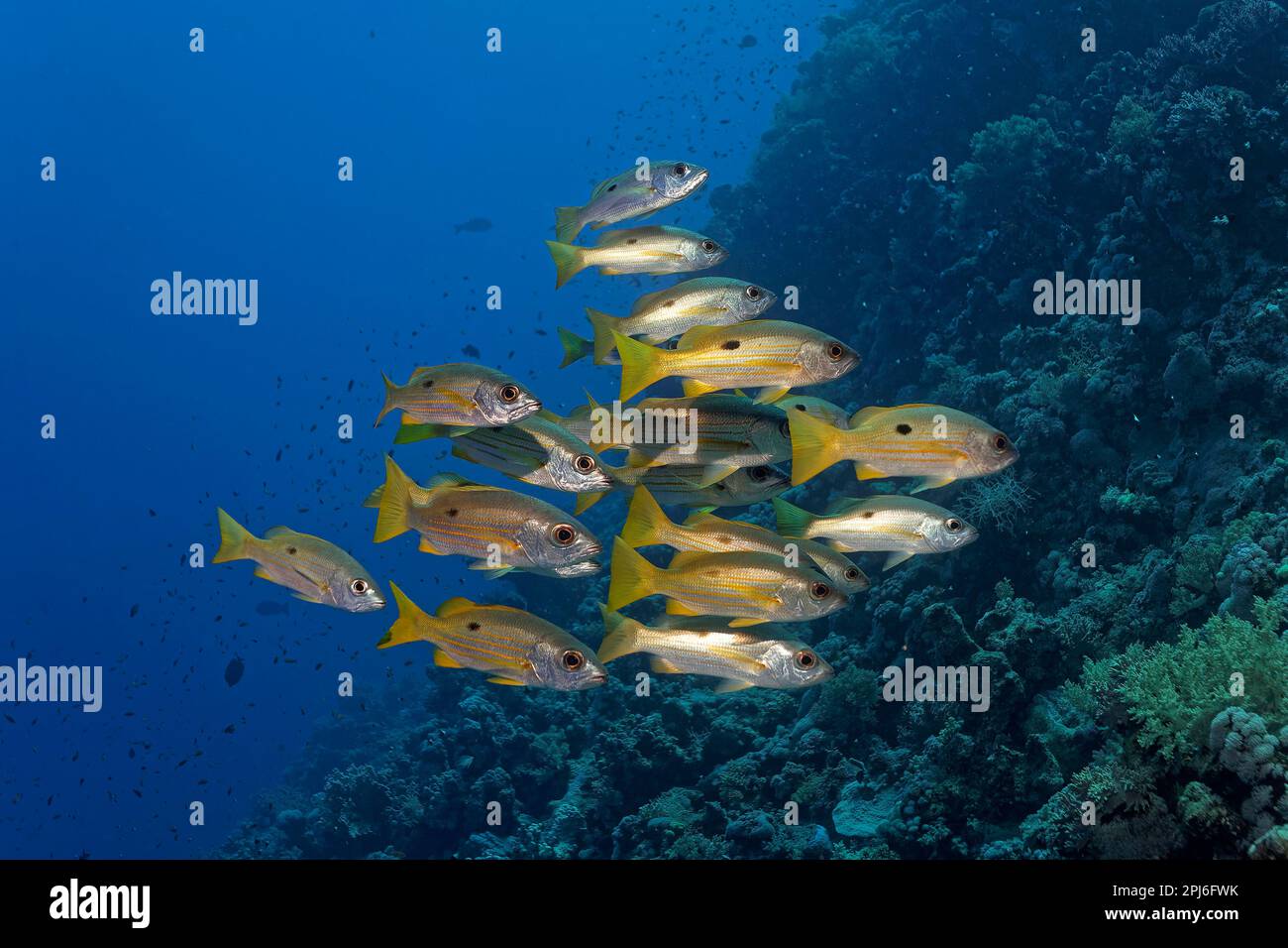 Shoal of fish, shoal of Ehrenbergs snapper (Lutjanus ehrenbergii ...