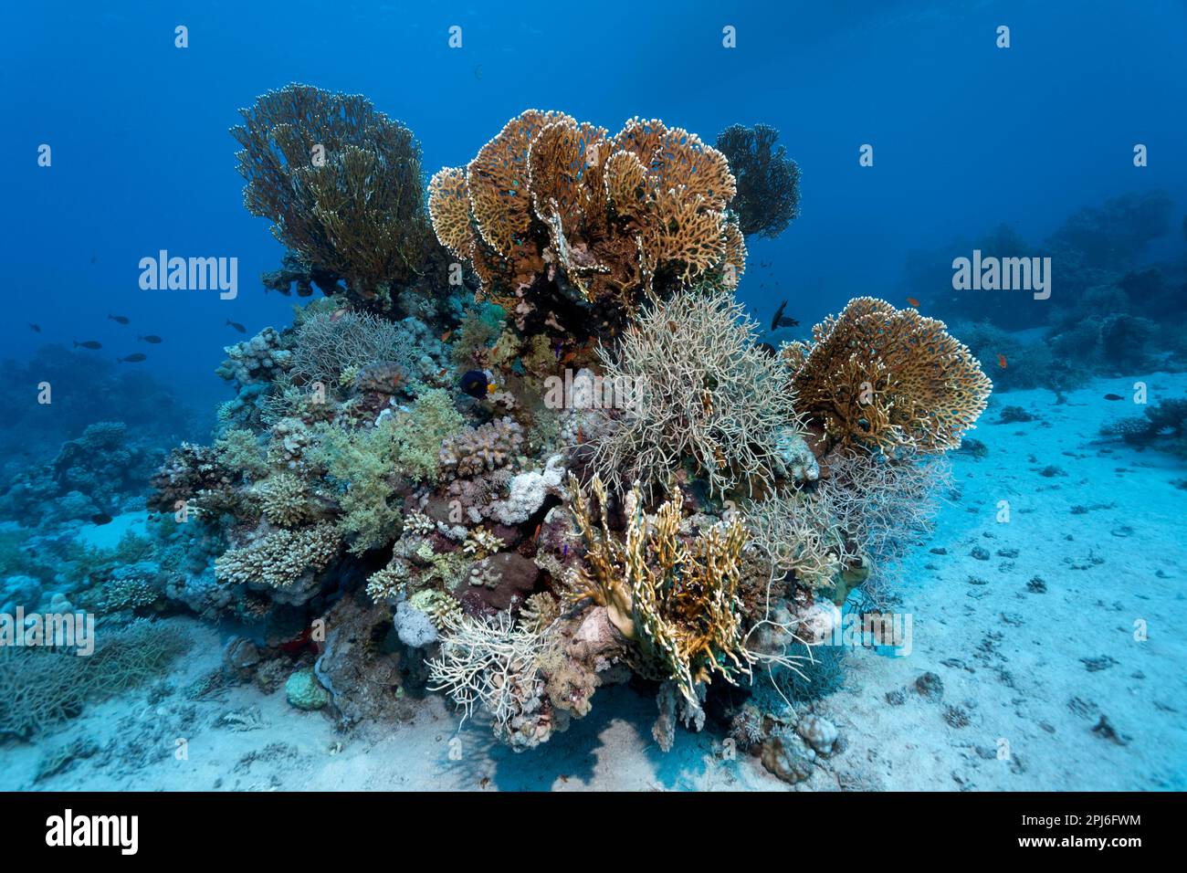 Coral block on sandy bottom, typical, with many different corals ...