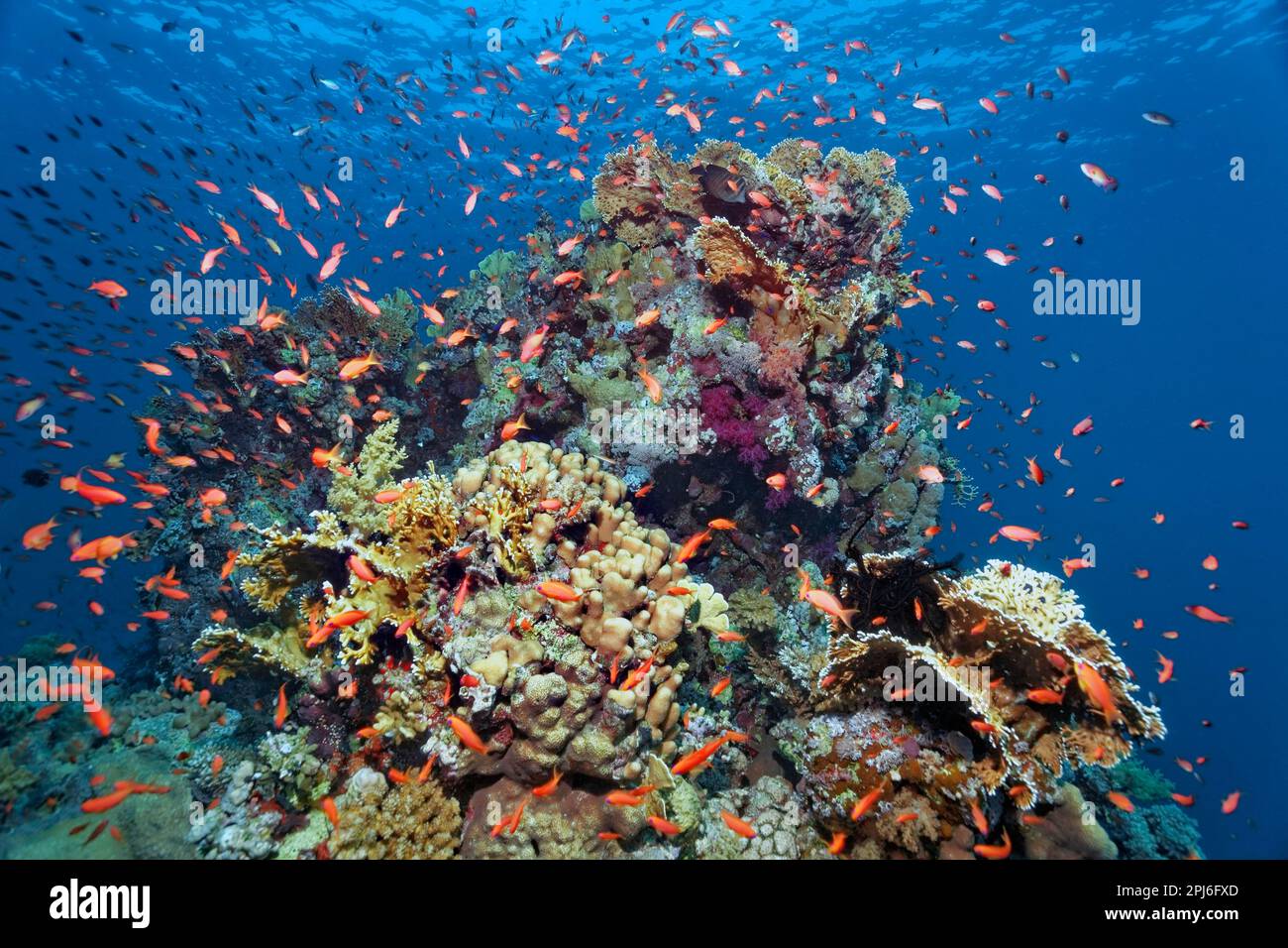 Coral block on coral reef, typical, with many different corals and school of fish, school of red ...