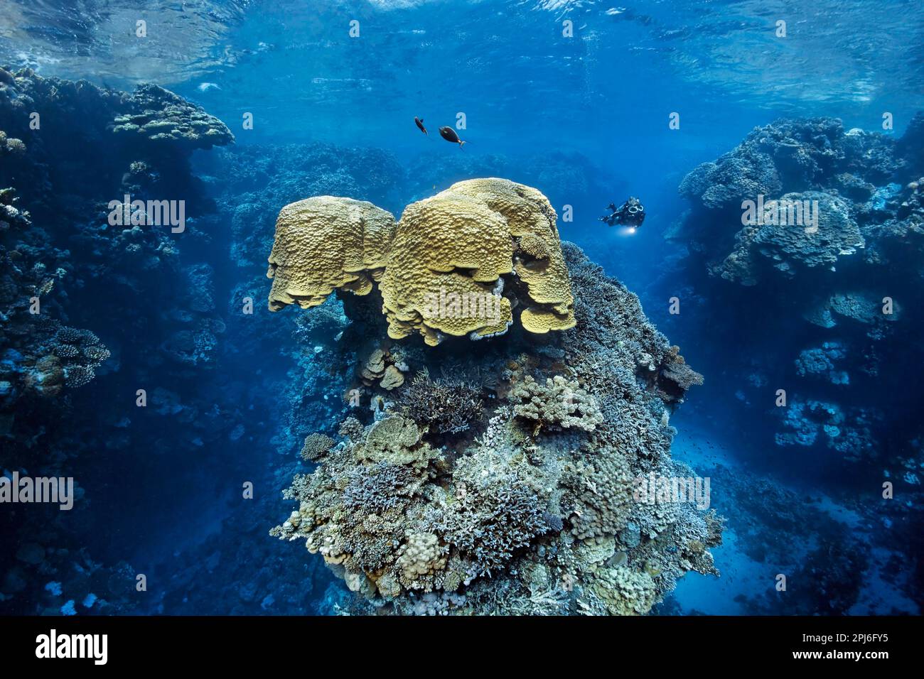 Diver looking at dome coral (Porites nodifera) in spectacular, fissured ...