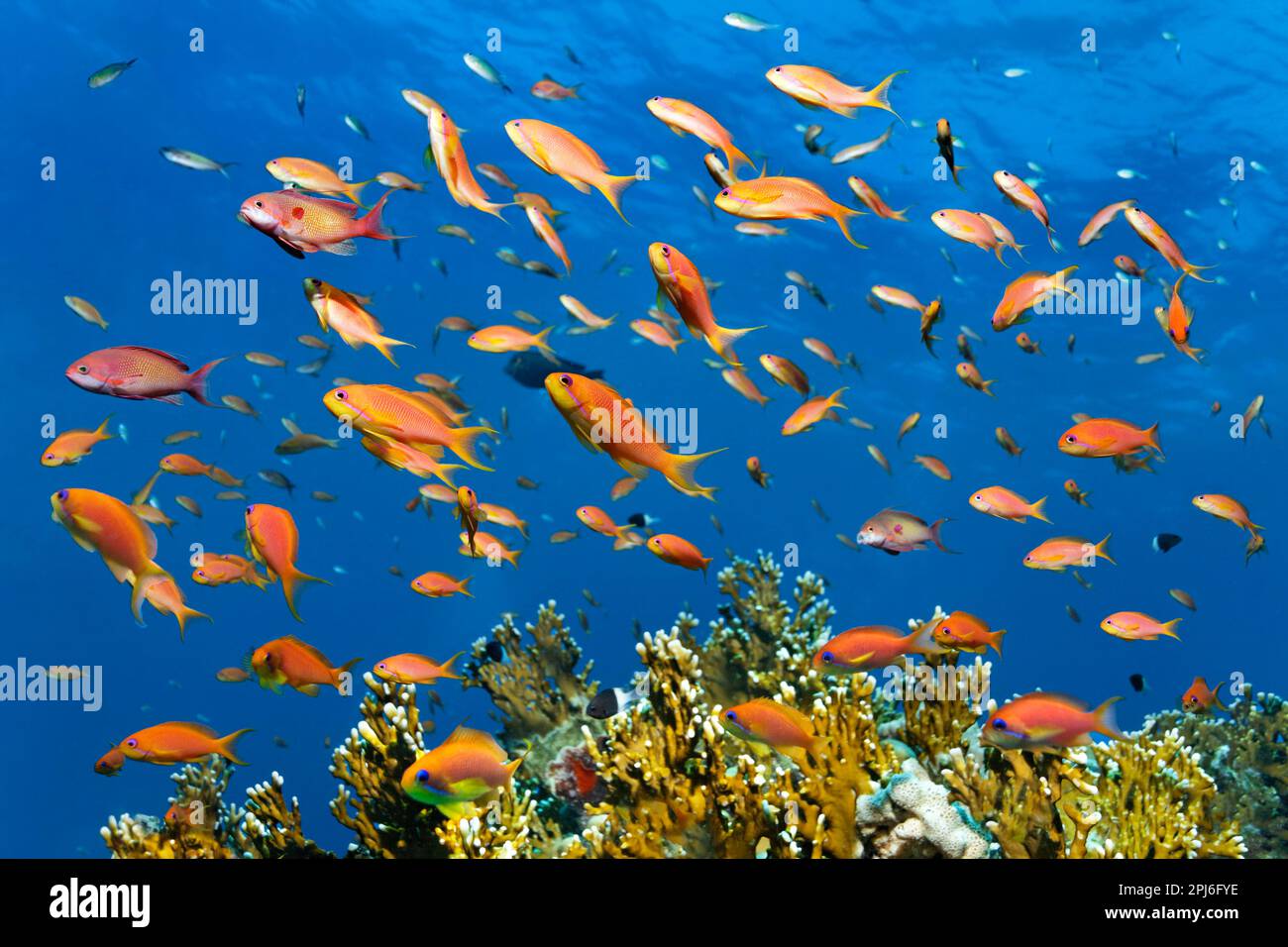 Shoal of fish, shoal of sea goldie (Pseudanthias Squamipinnis) swimming ...