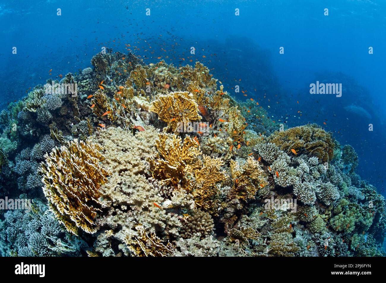 Coral reef canopy with many different stony corals (Scleractinia), Red Sea, St. Johns, Marsa ...