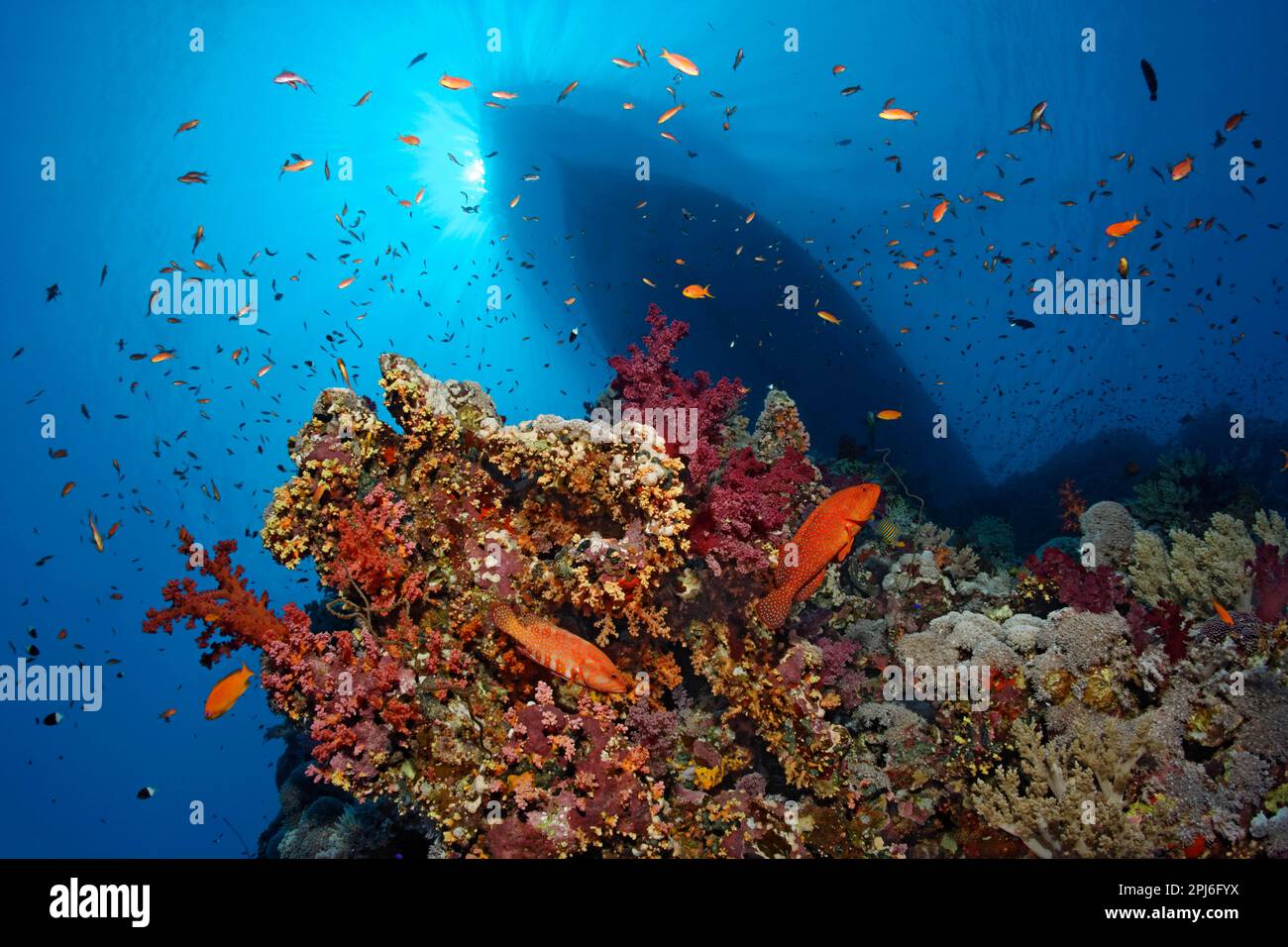 Coral reef with many different corals, on the right vermillion seabass ...