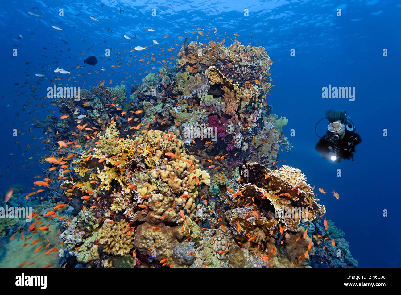 Diver looking at coral block on coral reef, typical, with many ...