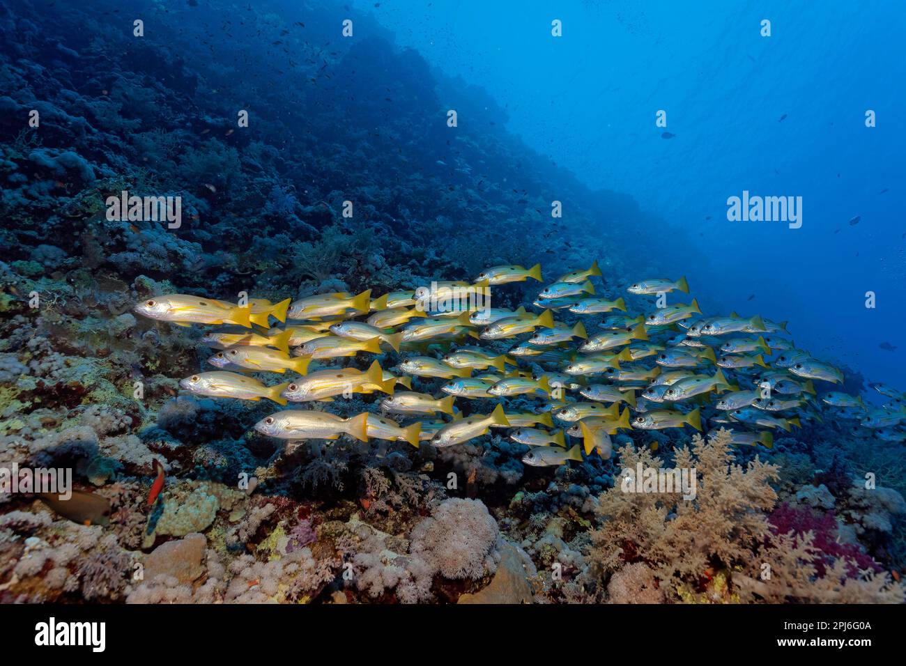 Shoal of fish, shoal of Ehrenbergs snapper (Lutjanus ehrenbergii ...