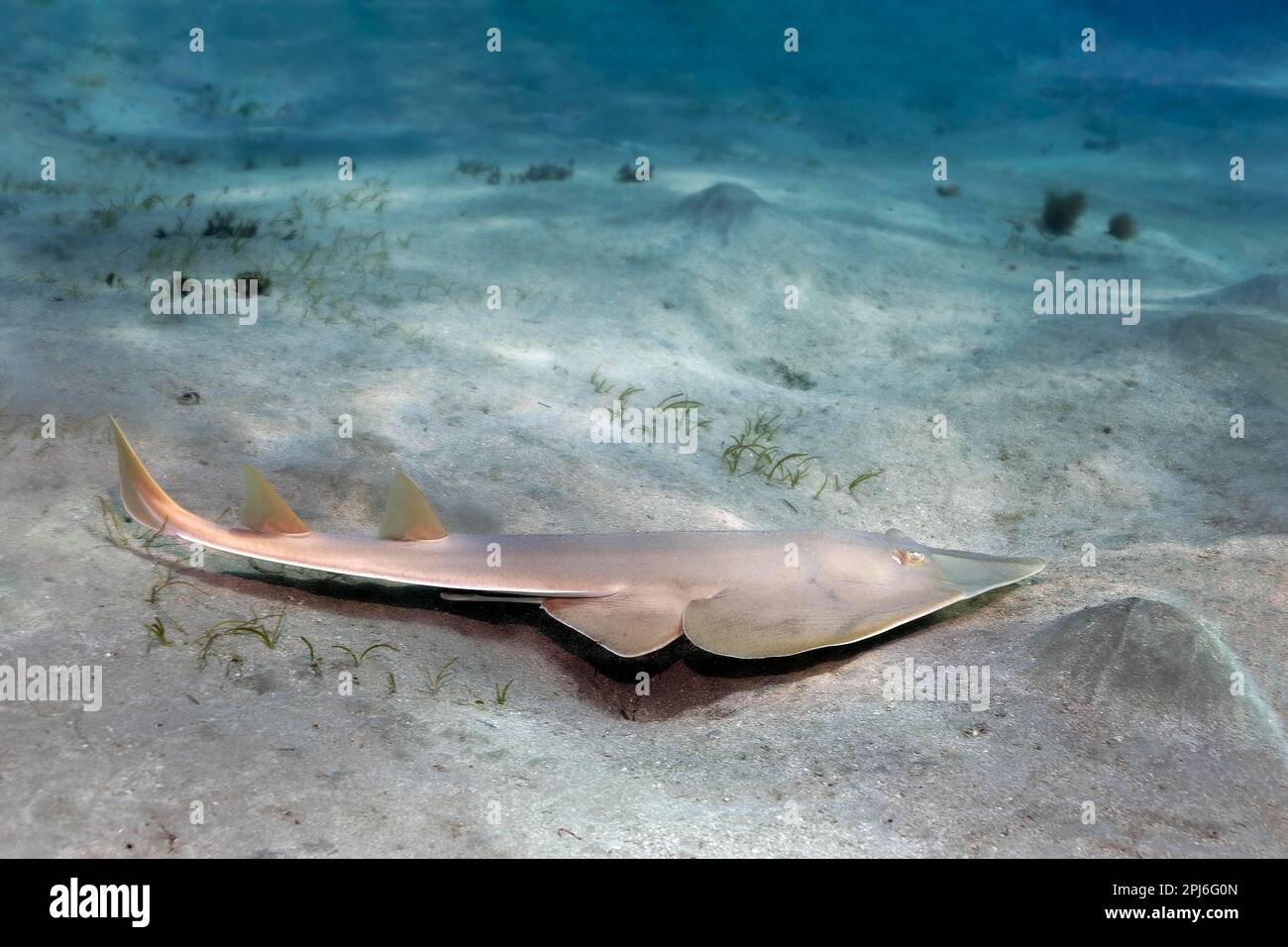 Guitar fish hi-res stock photography and images - Alamy