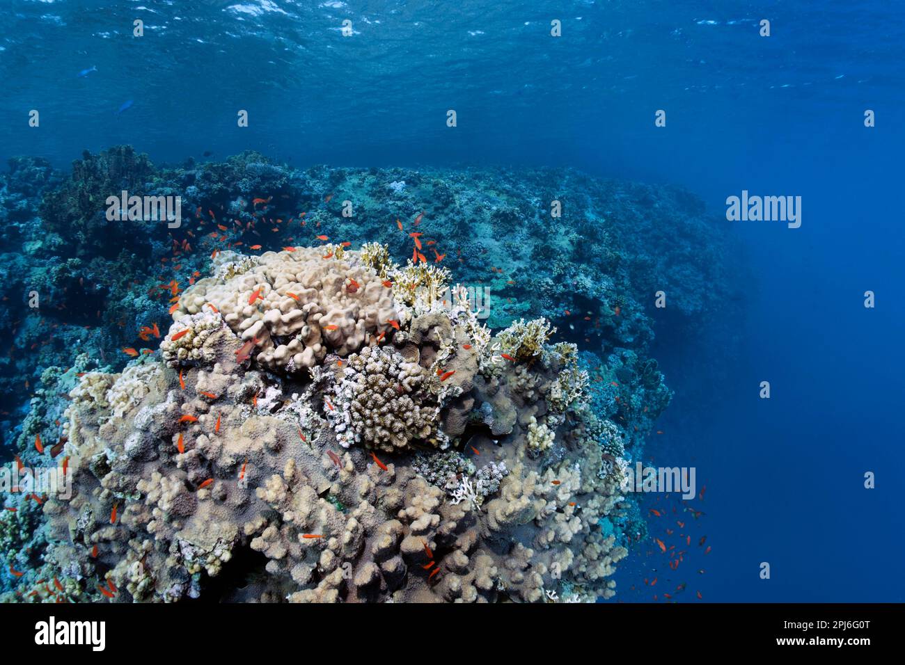 Reef edge on coral reef wall with various stony corals (Scleractinia ...
