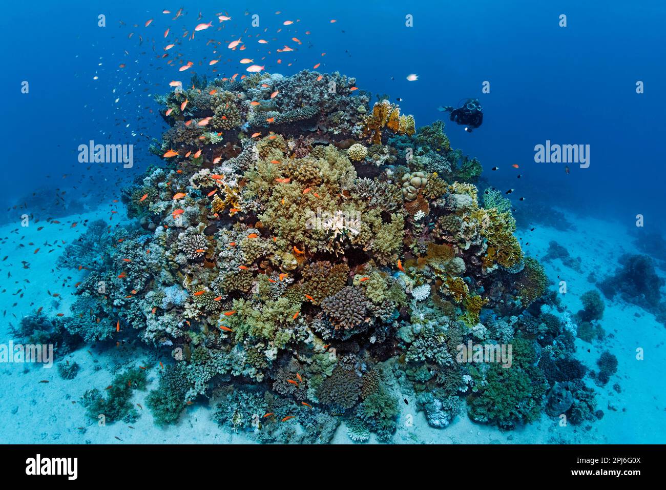 Diver looking at coral block on sandy bottom, typical, with many ...