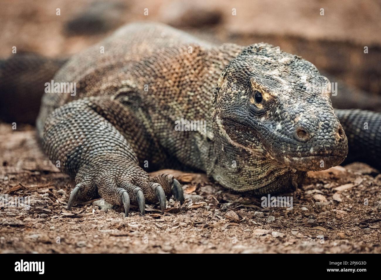 Monitor lizards of southeast asia hi-res stock photography and images ...