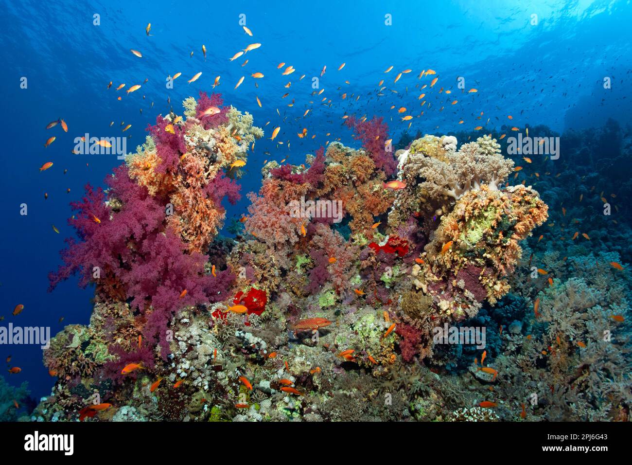 Coral block on coral reef, typical, with many different corals and ...