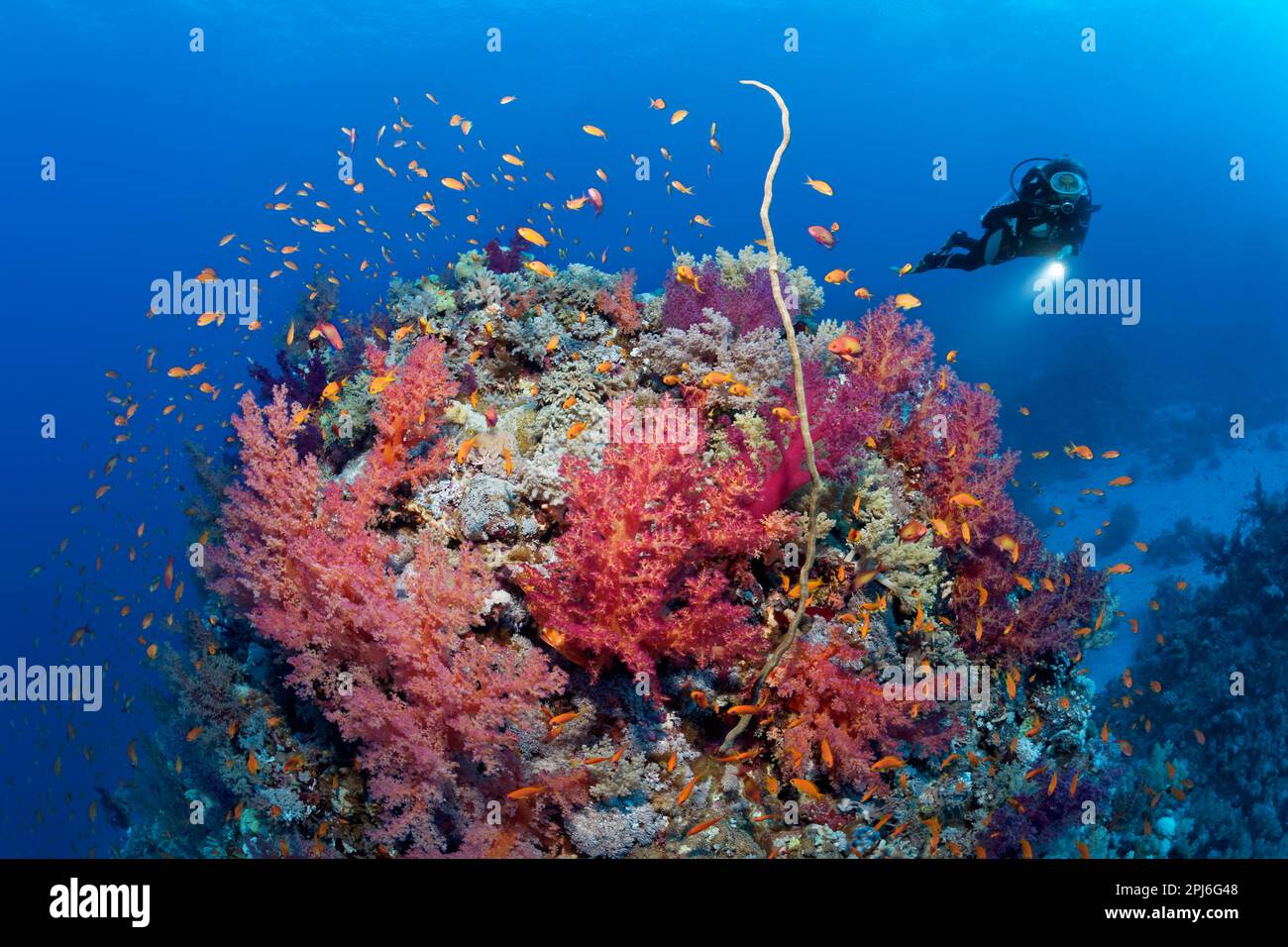 Diver looking at coral block on coral reef, typical, with many ...