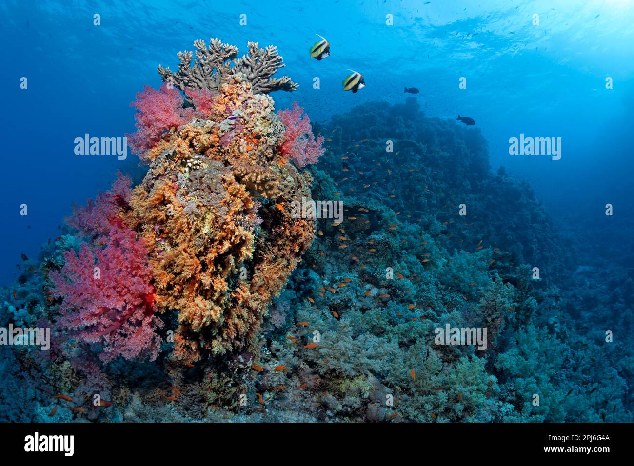 Coral block on coral reef, typical, with many different corals and ...