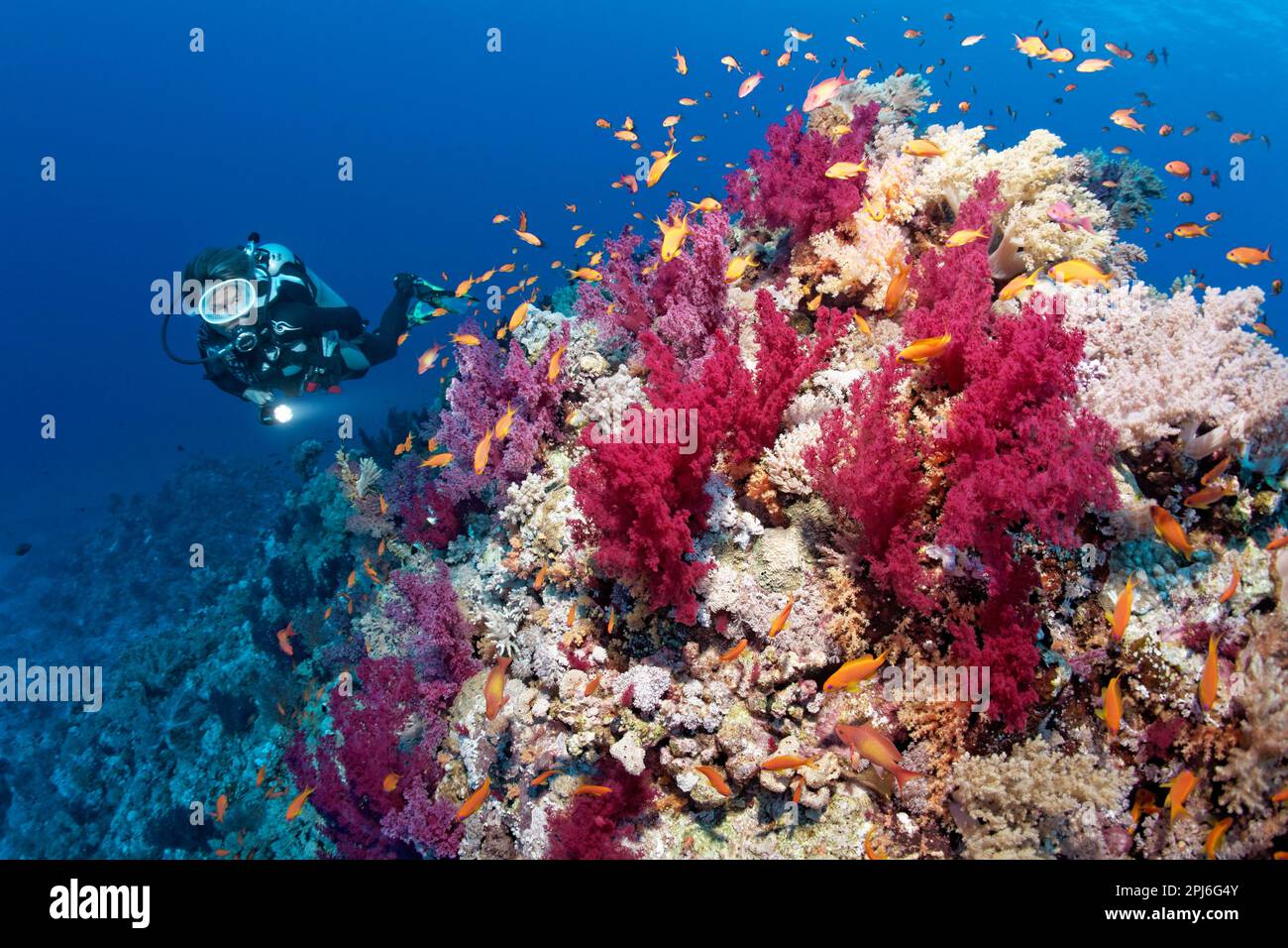 Diver looking at coral block on coral reef, typical, with many ...