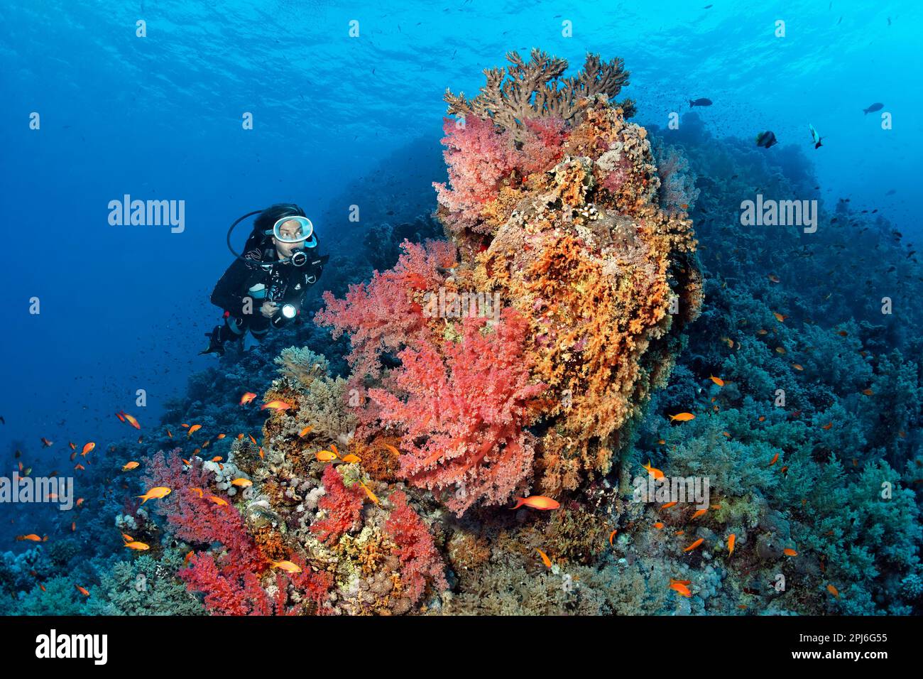 Diver looking at coral block on coral reef, typical, with many ...