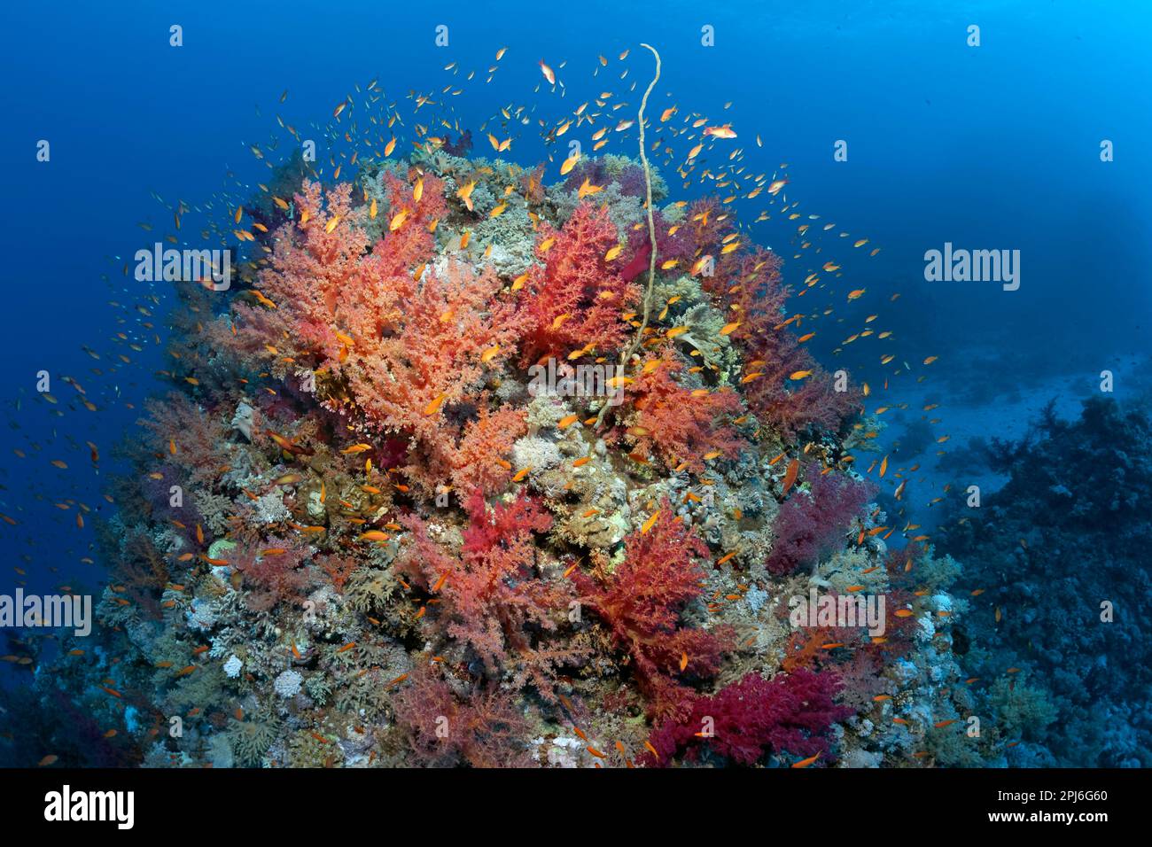 Coral block on coral reef, typical, with many different corals and ...