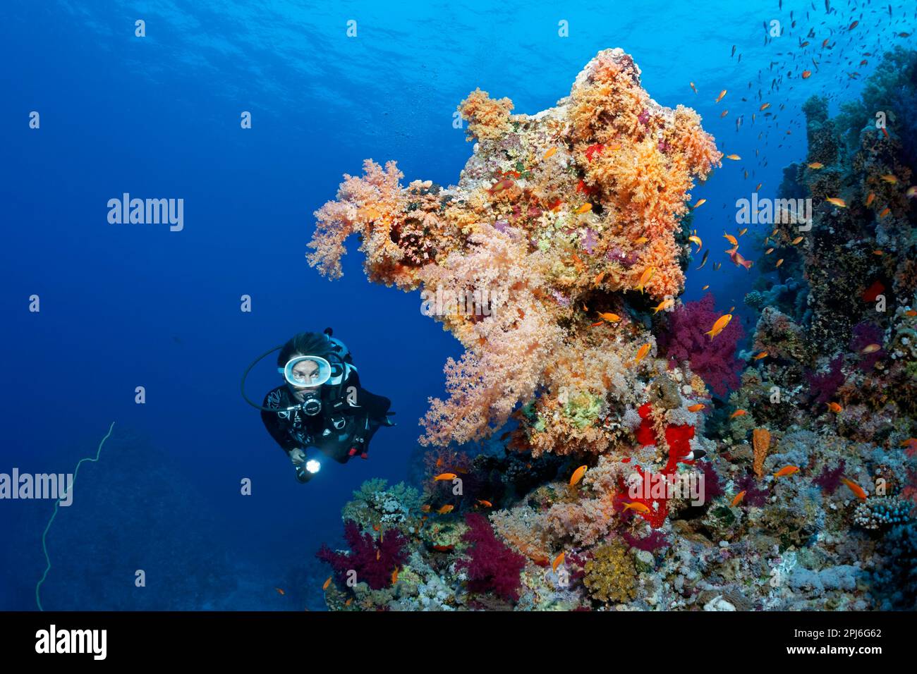 Diver looking at coral block on coral reef, typical, with many ...