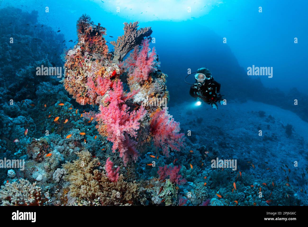 Diver looking at coral block on coral reef, typical, with many ...