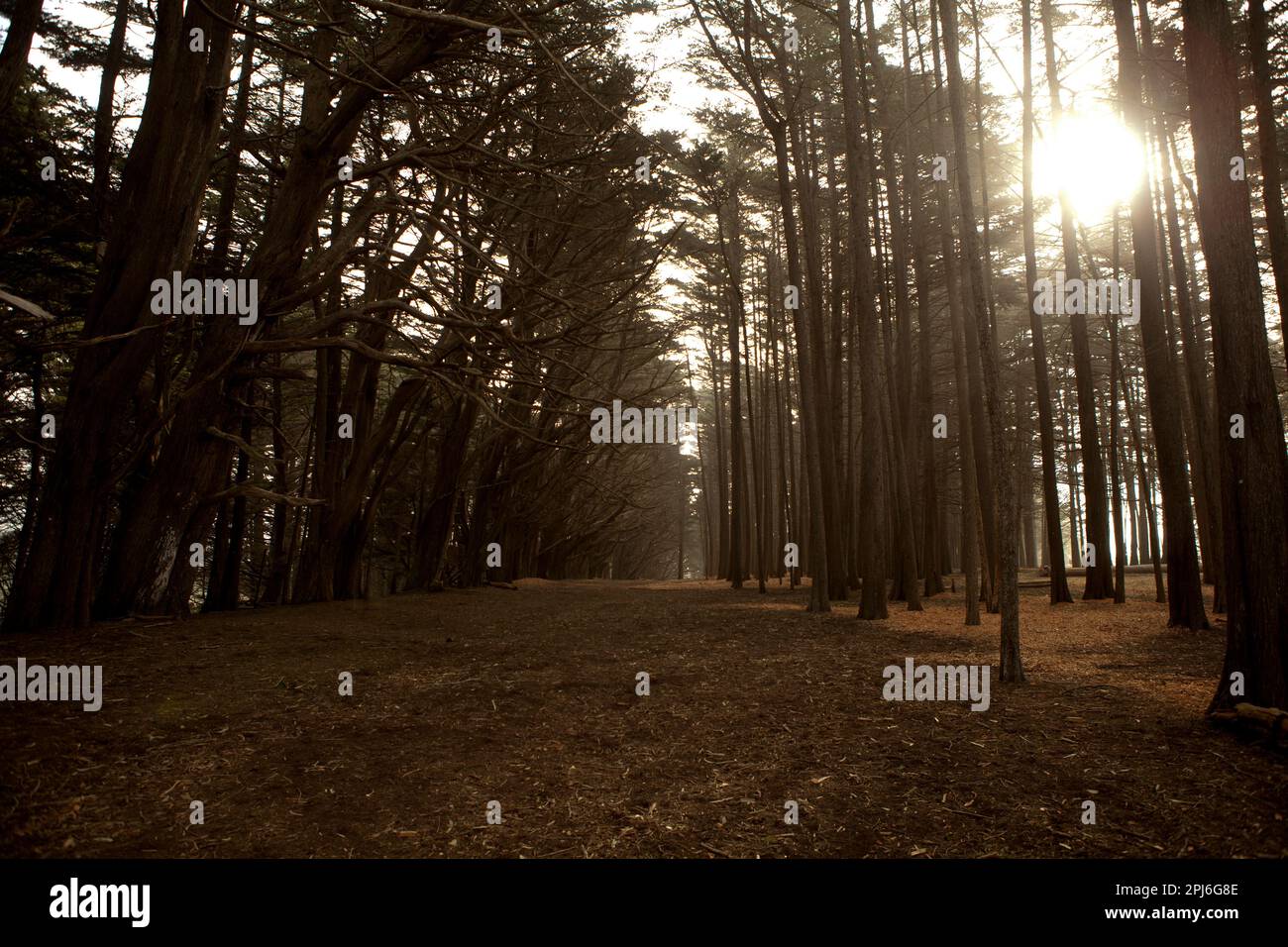Enchanted forest, Moss Beach California Stock Photo - Alamy