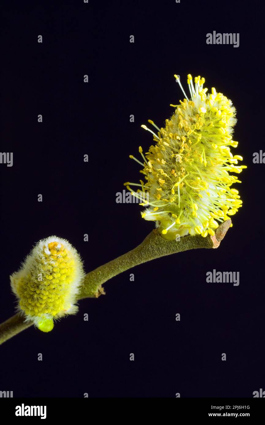 Flowering willow (Salix caprea) catkins Stock Photo - Alamy