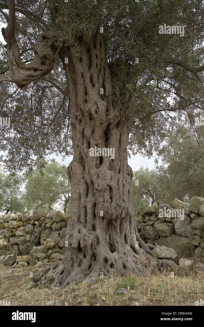 2000 year old olive tree, Milas, Turkey Stock Photo - Alamy