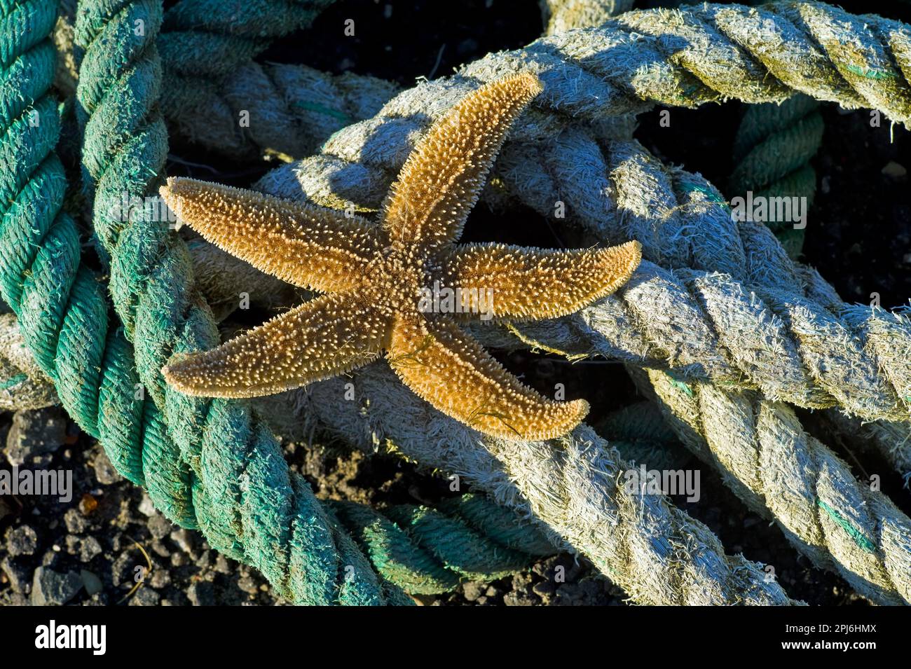 Asteroidea common hi-res stock photography and images - Alamy