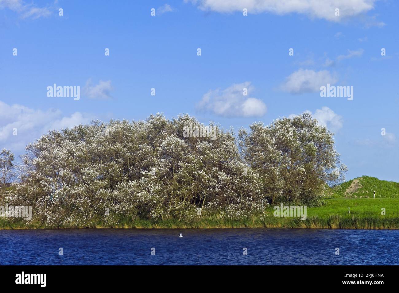 Abele tree hi-res stock photography and images - Alamy