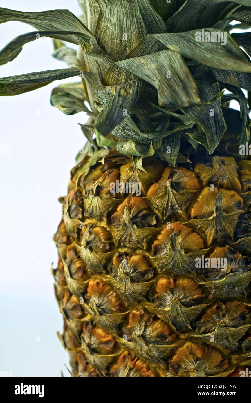 Pineapple fruit ananas sativus hi-res stock photography and images - Alamy