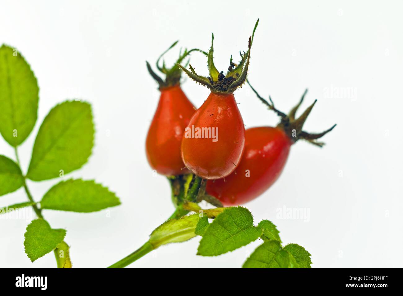 Rosehip (Rosa canina Stock Photo - Alamy