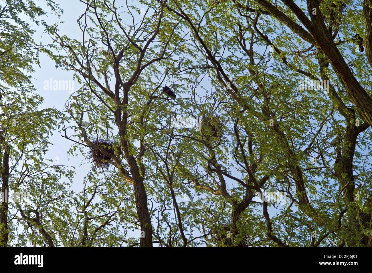 Rook nests hi-res stock photography and images - Alamy