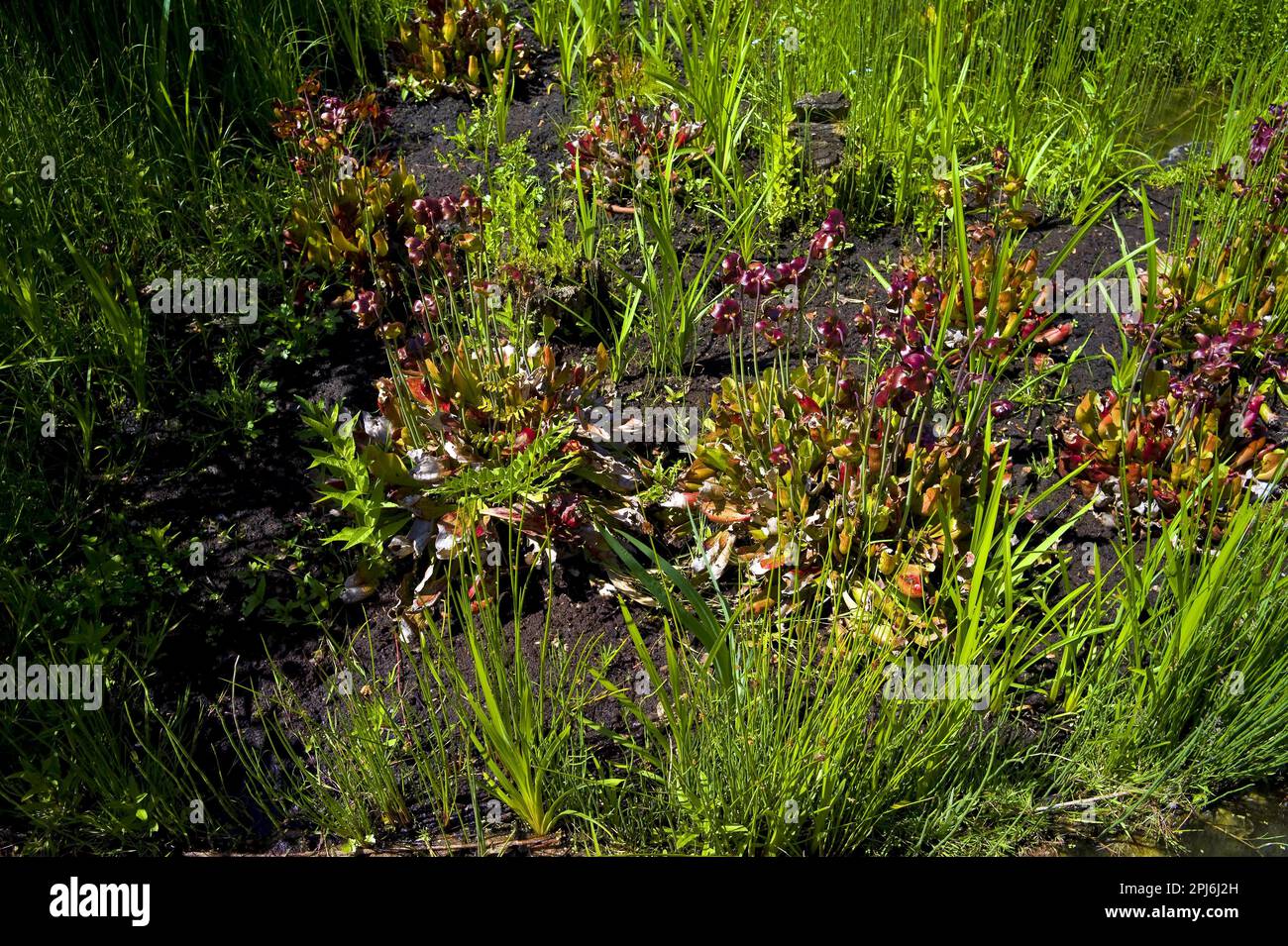 Silted garden pond in a bog, carnivorous plant (Sarracenia purpurea ...