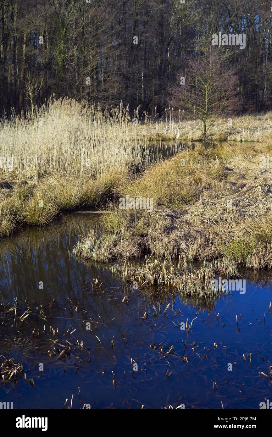 Pond in a marshland Stock Photo - Alamy