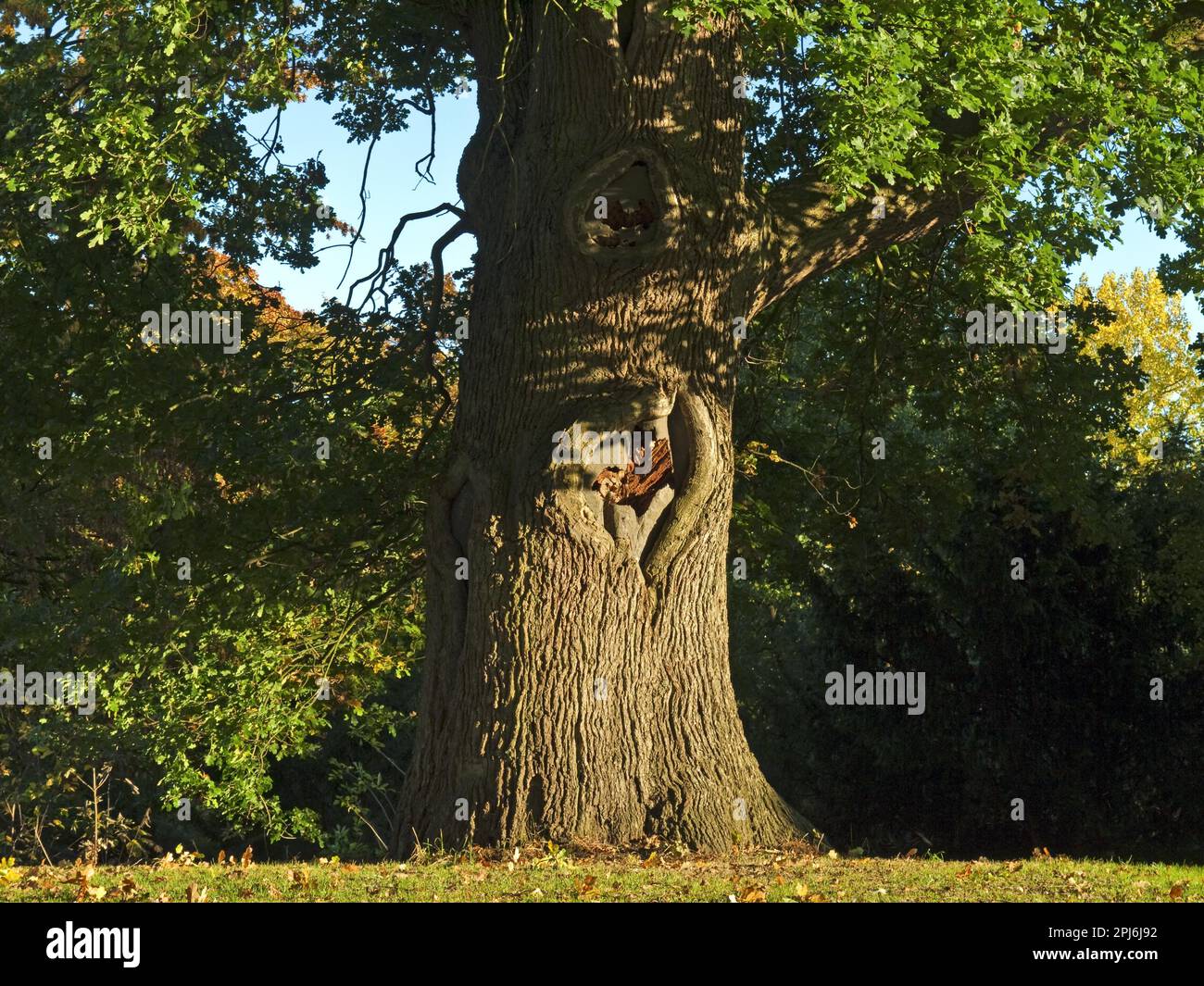 Oak tree damage hi-res stock photography and images - Alamy