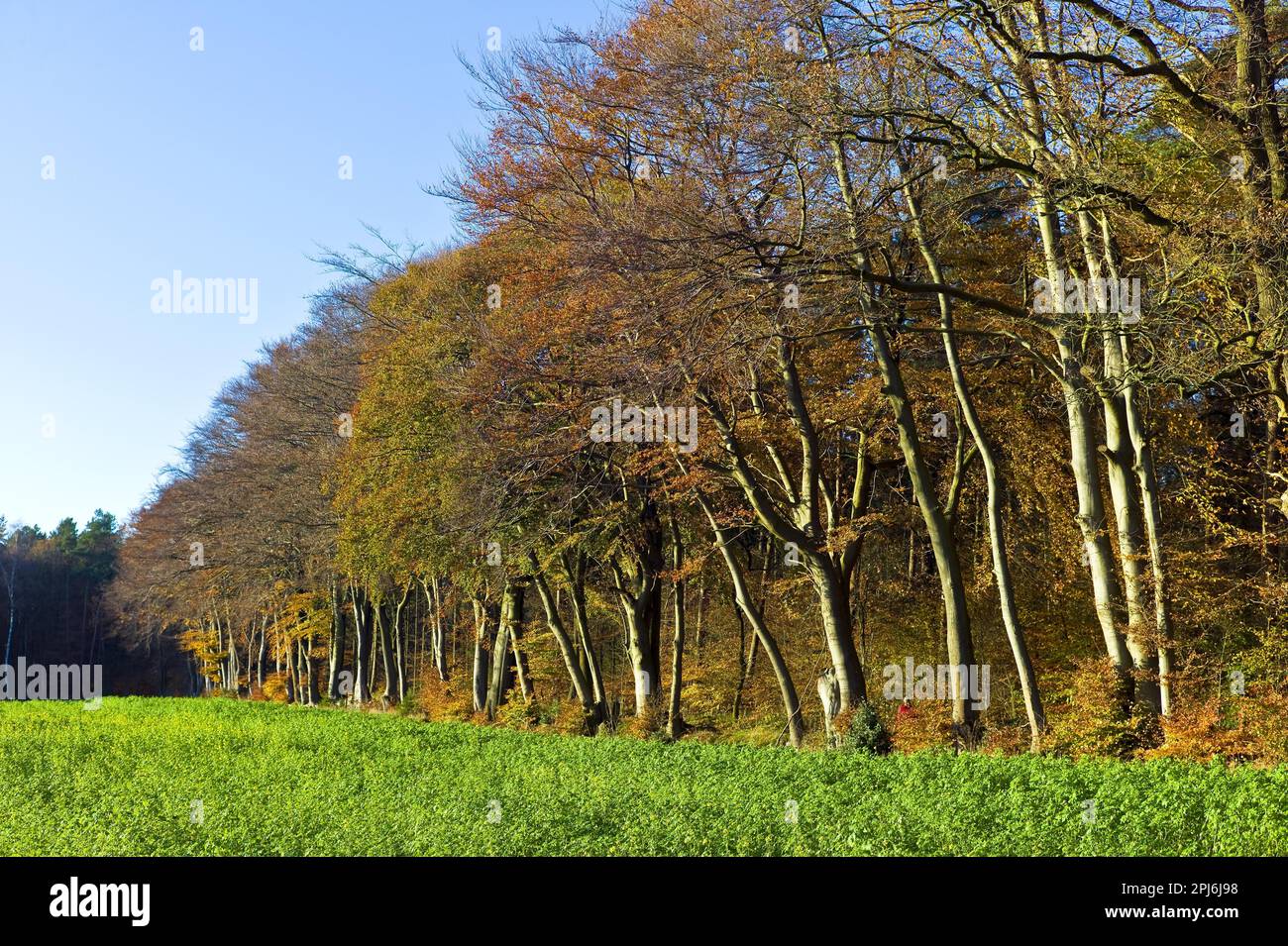 Beech (Fagus sylvatica), forest edge Stock Photo - Alamy