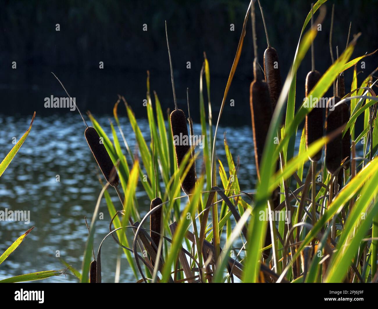 Lesser bulrush (Typha angustifolia) at a lake Stock Photo - Alamy