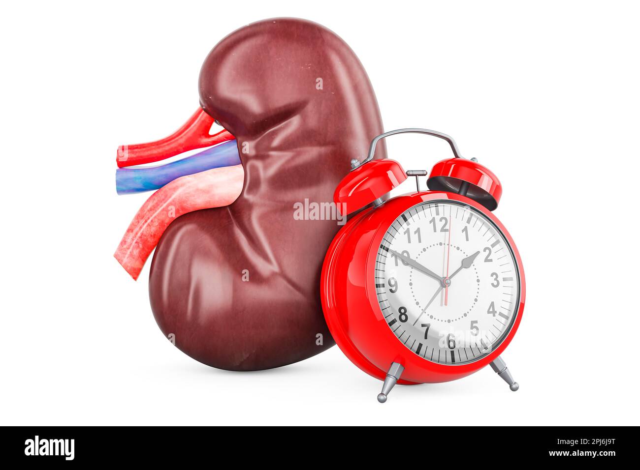 Human Kidney with alarm clock, 3D rendering isolated on white ...