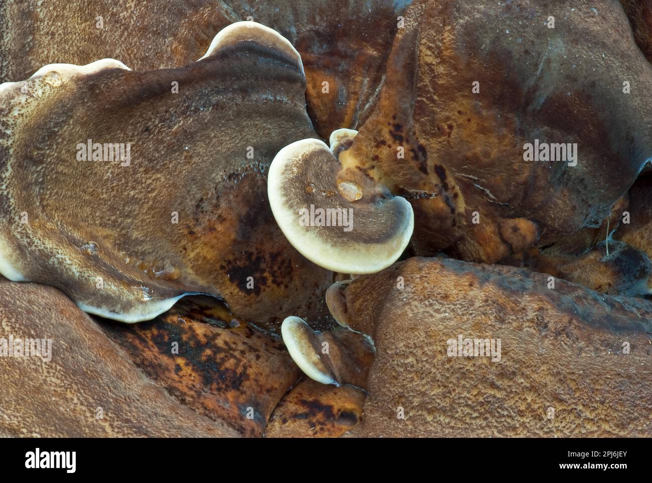 Panus stipticus hi-res stock photography and images - Alamy