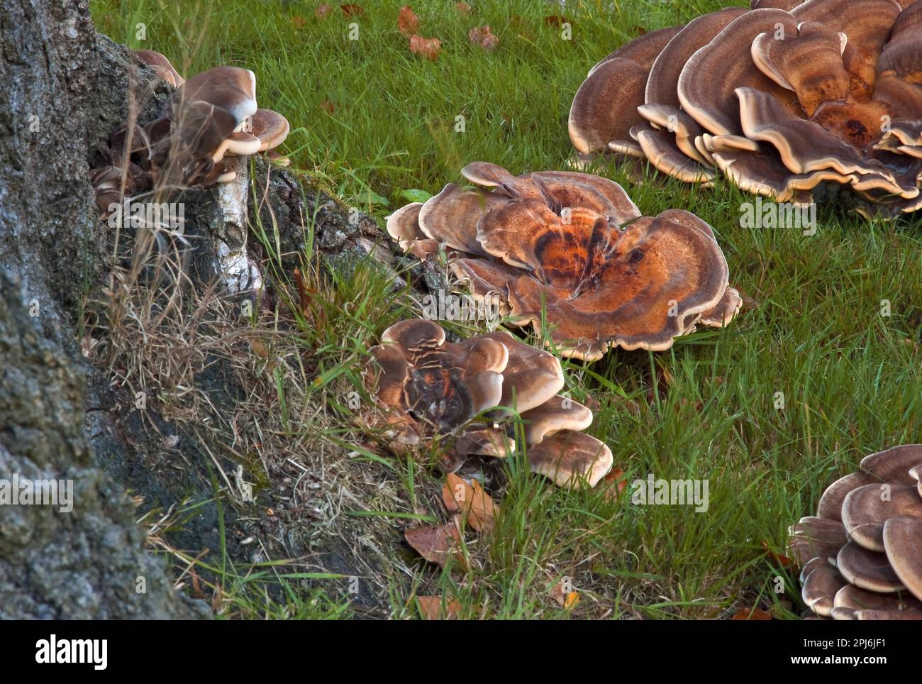 Colony of tree fungi Herber Knaeuling (Panus Stipticus Stock Photo - Alamy