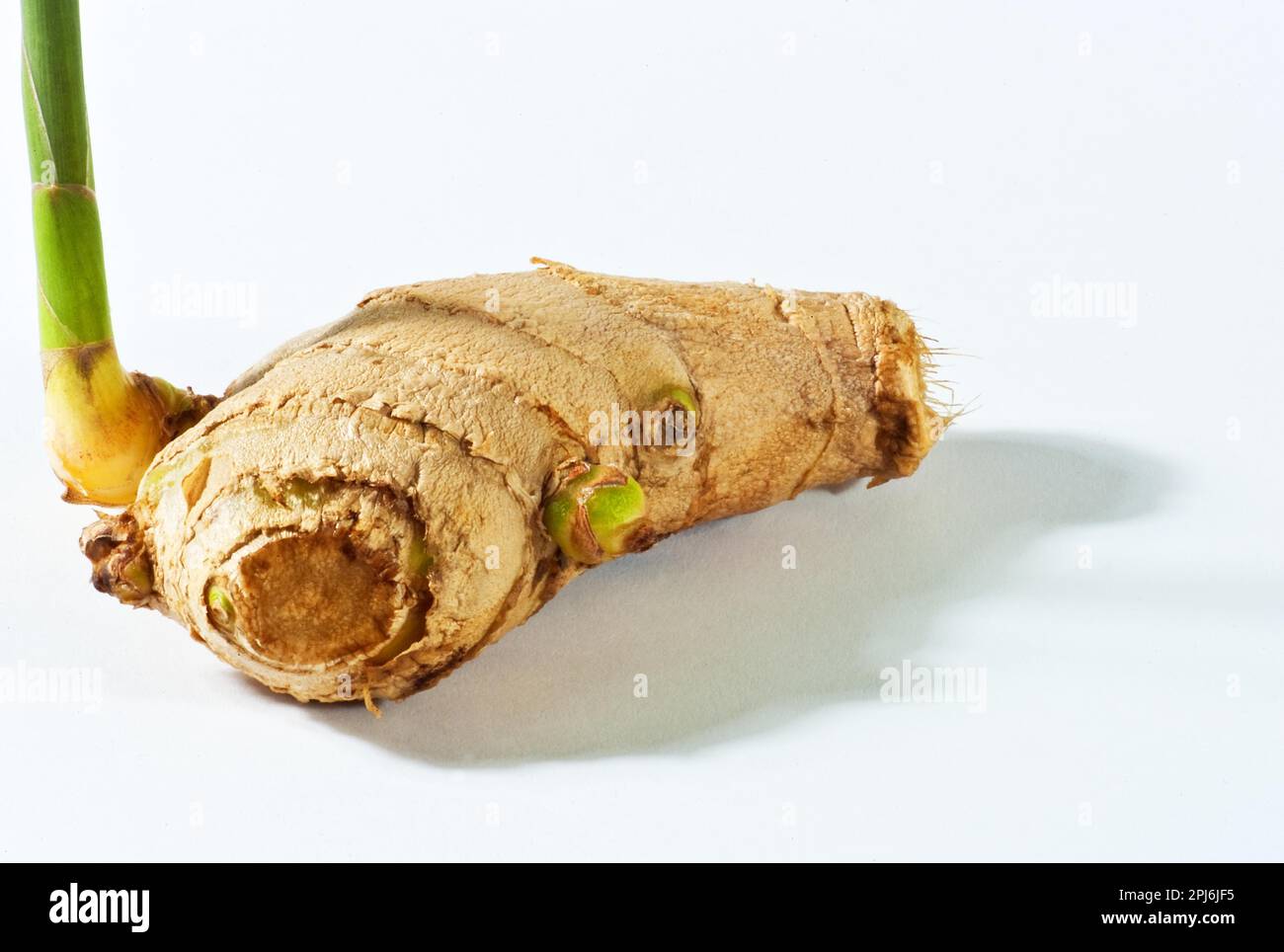 Ginger (Zingiber officinale) with seedling Stock Photo - Alamy