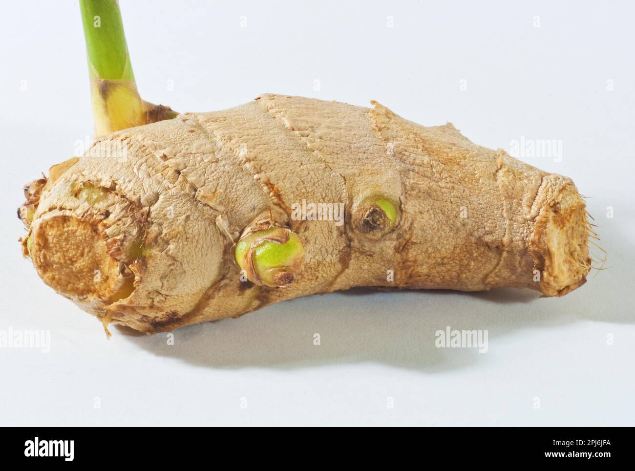Ginger (Zingiber officinale) with seedling Stock Photo - Alamy