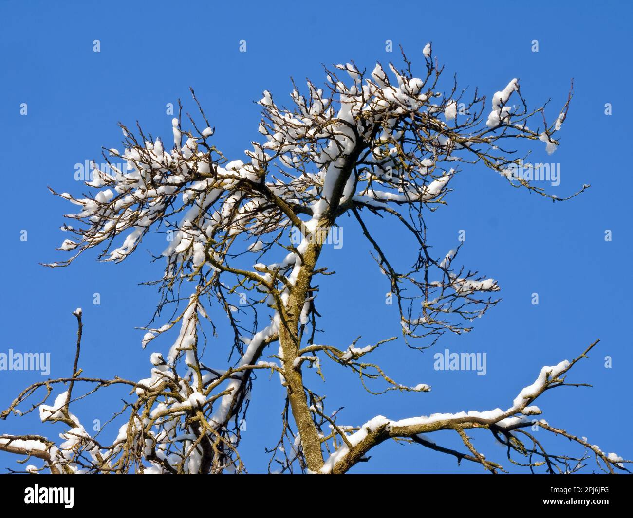 Snowy tree top Stock Photo - Alamy