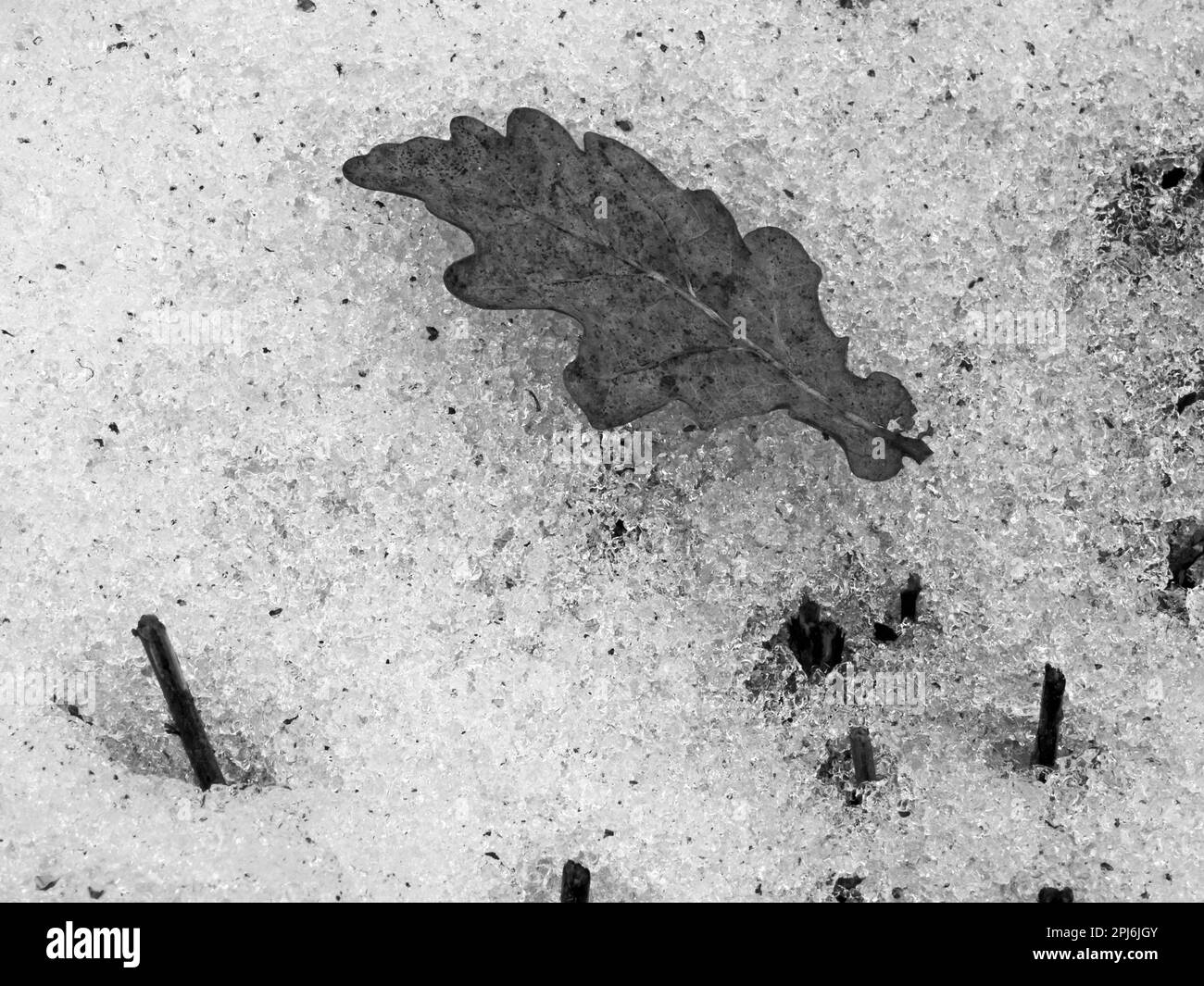 Oak leaf on a snowy surface Stock Photo - Alamy